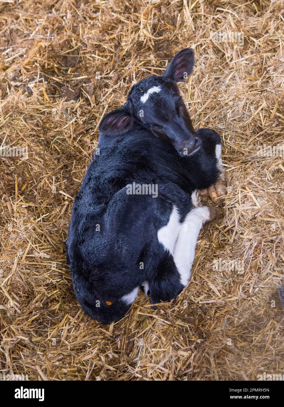 Domestic Cattle, Holstein calf, resting on straw, Rotherham, South ...
