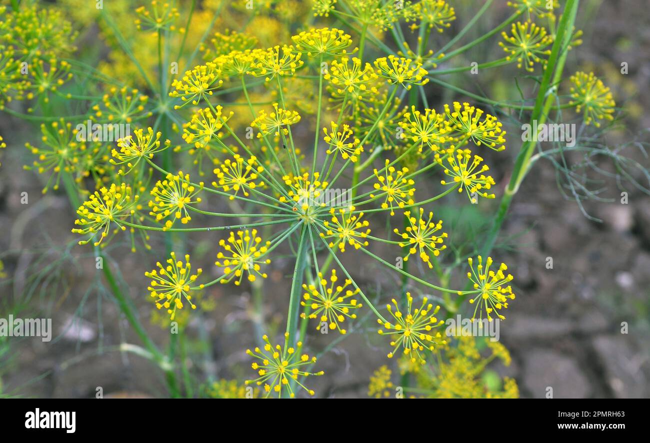In the open ground in the garden grows dill (Anethum graveolens Stock ...