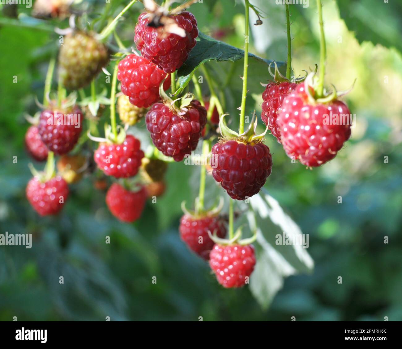 Fruits of raspberry and green leaves on a bush branch Stock Photo - Alamy