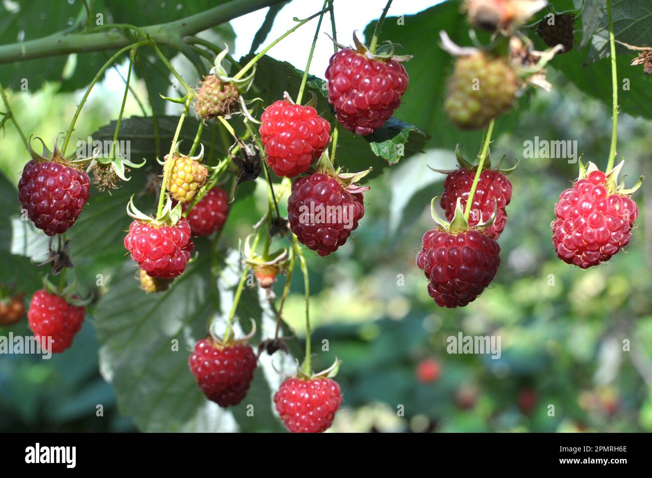 Fruits of raspberry and green leaves on a bush branch Stock Photo - Alamy