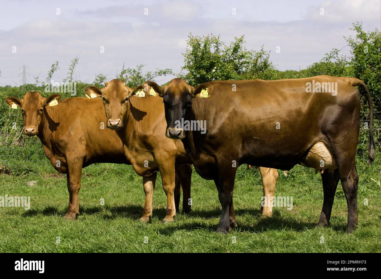 Domestic cattle, Danish Red dairy cows, standing on pasture, Cumbria ...