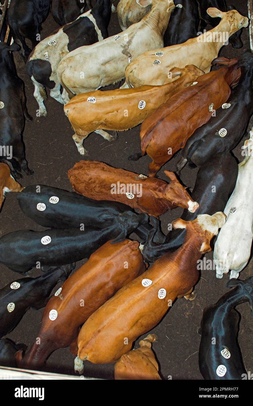 Livestock auction usa hi-res stock photography and images - Alamy