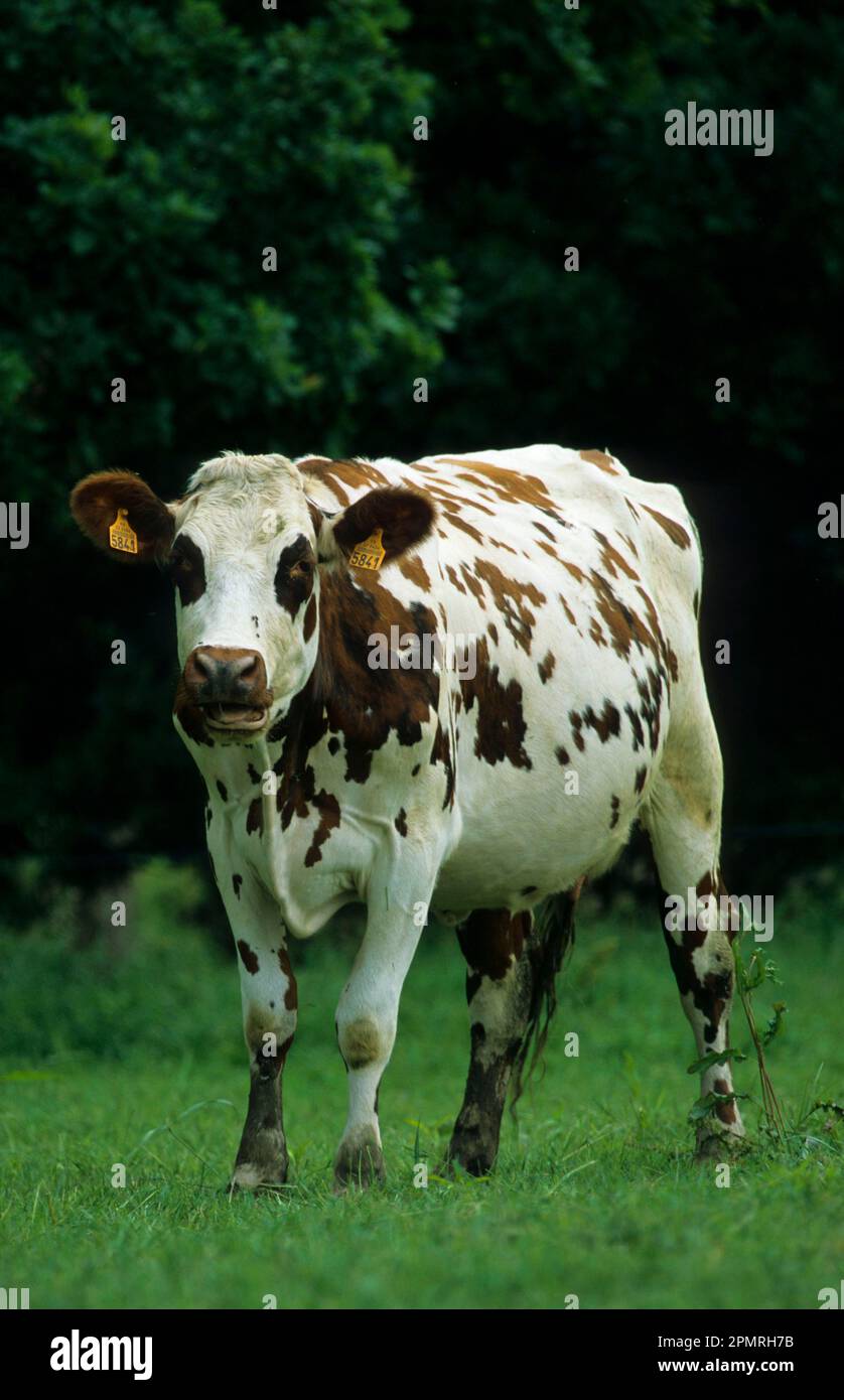 Domestic Normande cow, standing on grass, Brittany, France Stock Photo ...