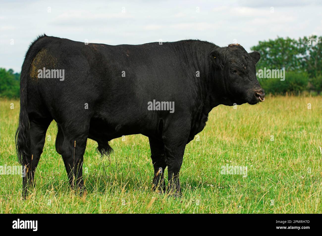 Domestic cattle, Aberdeen-Angus bull, standing on pasture, England ...