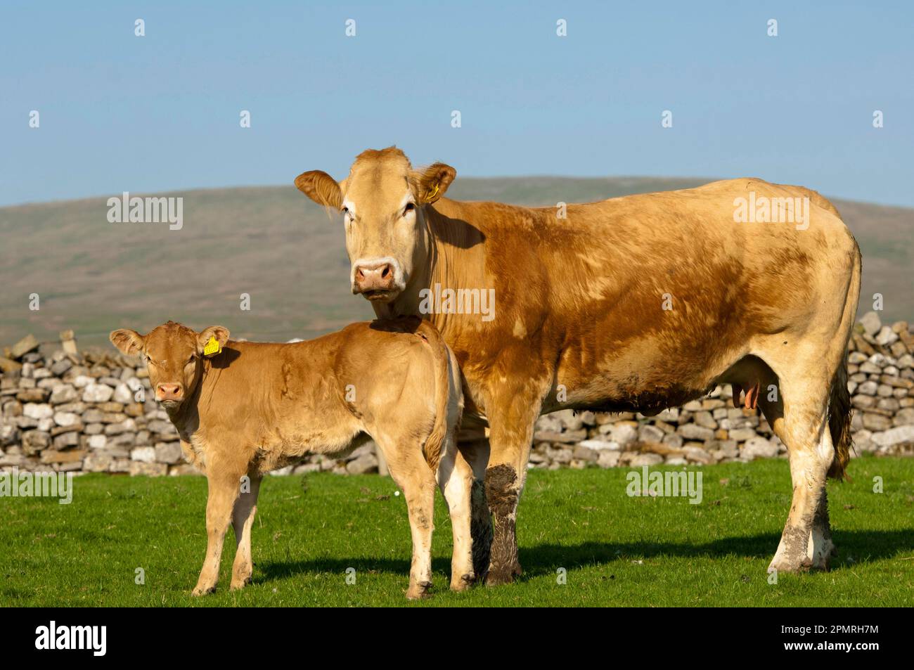 Domestic cattle, Blonde d'Aquitaine cow and calf, standing in pasture ...
