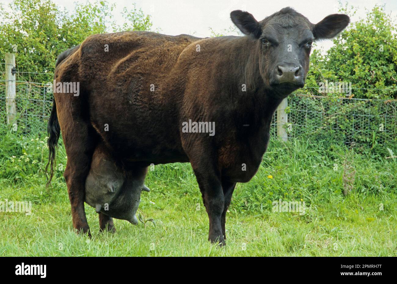 Domestic cattle, Aberdeen Angus, cow with oversized udders caused by ...