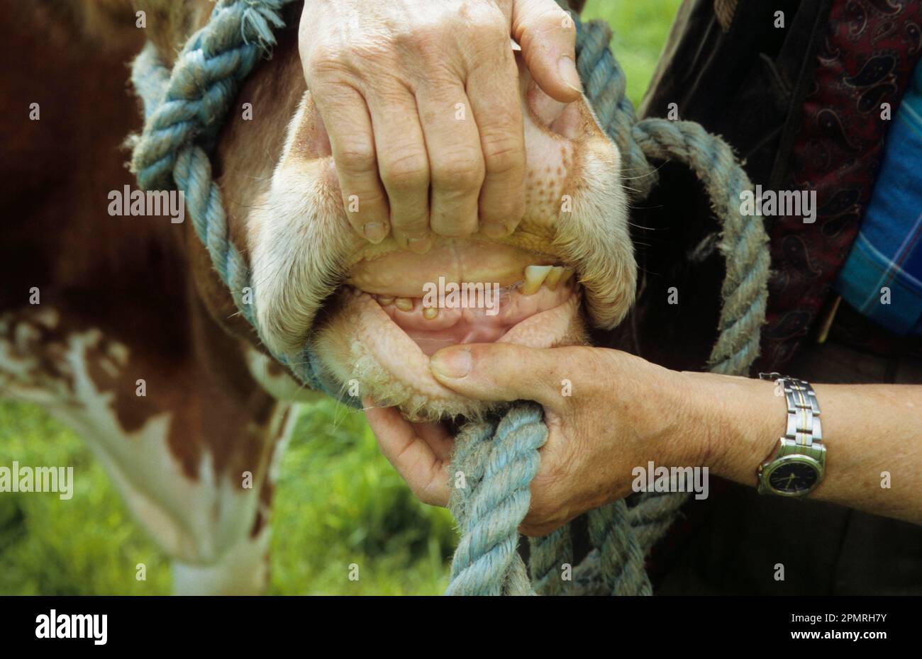 Domestic cattle, veterinary mouth check, age-related tooth loss (24 ...