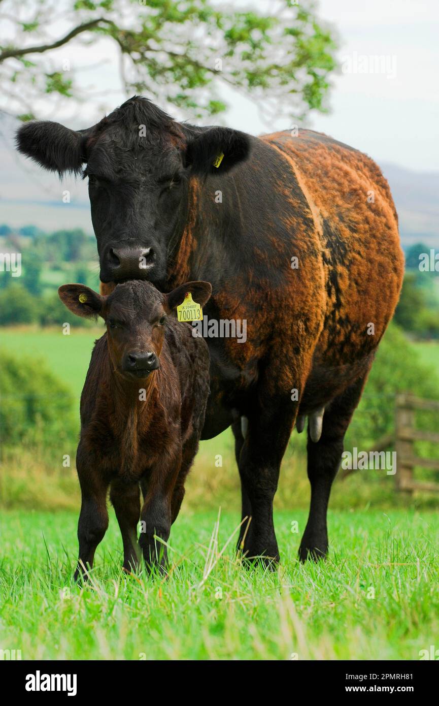 Domestic cattle, Aberdeen-Angus cow and calf, standing on pasture ...
