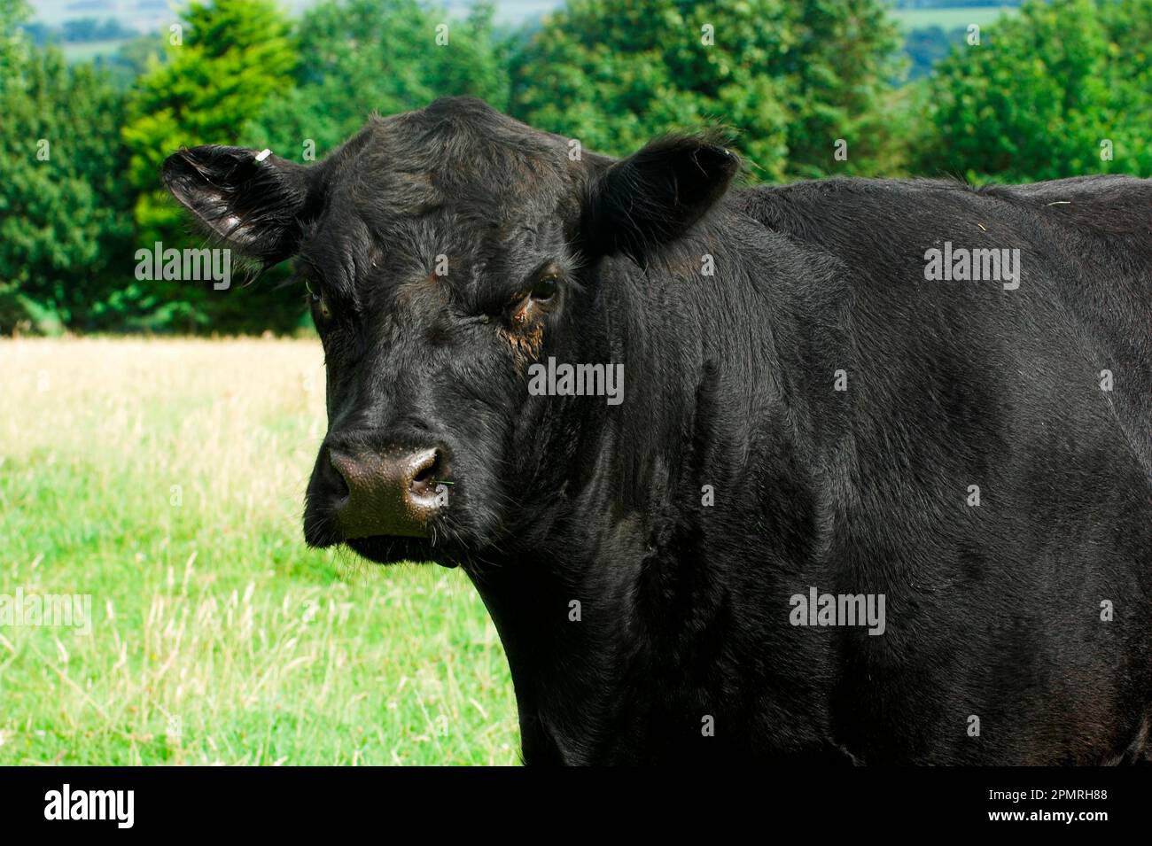 Domestic cattle, Aberdeen-Angus cattle, close-up of the head, England ...