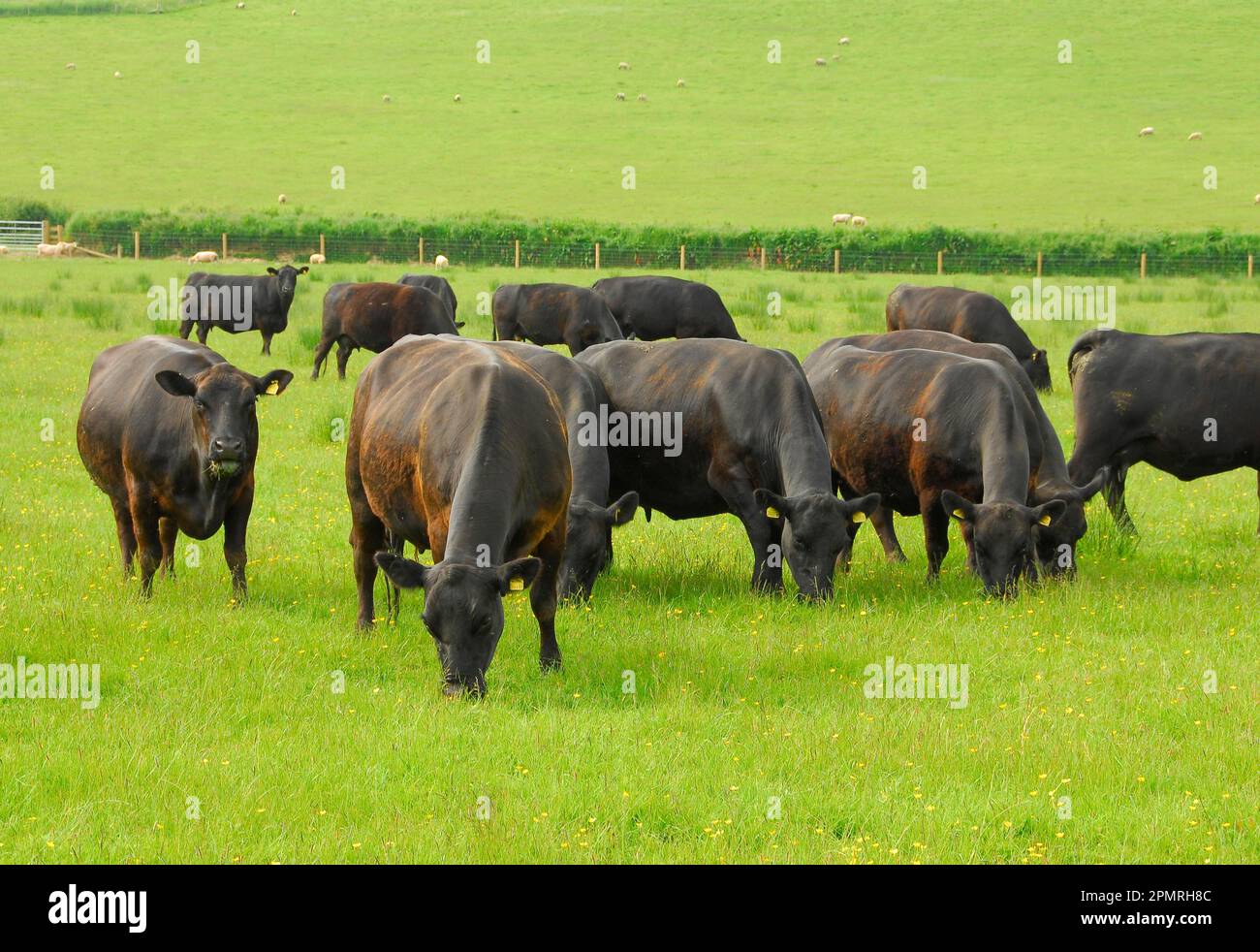 Domestic cattle, Aberdeen Angus, herd, cows on pasture, flock of sheep ...