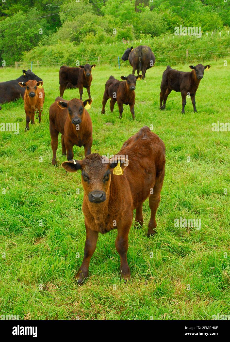 Domestic cattle, Traditional Aberdeen Angus, Group of calves at pasture ...