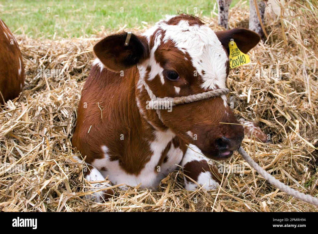 Domestic Cattle, Irish Moiled Calf, Rare Breeds Exhibition, Weald and ...