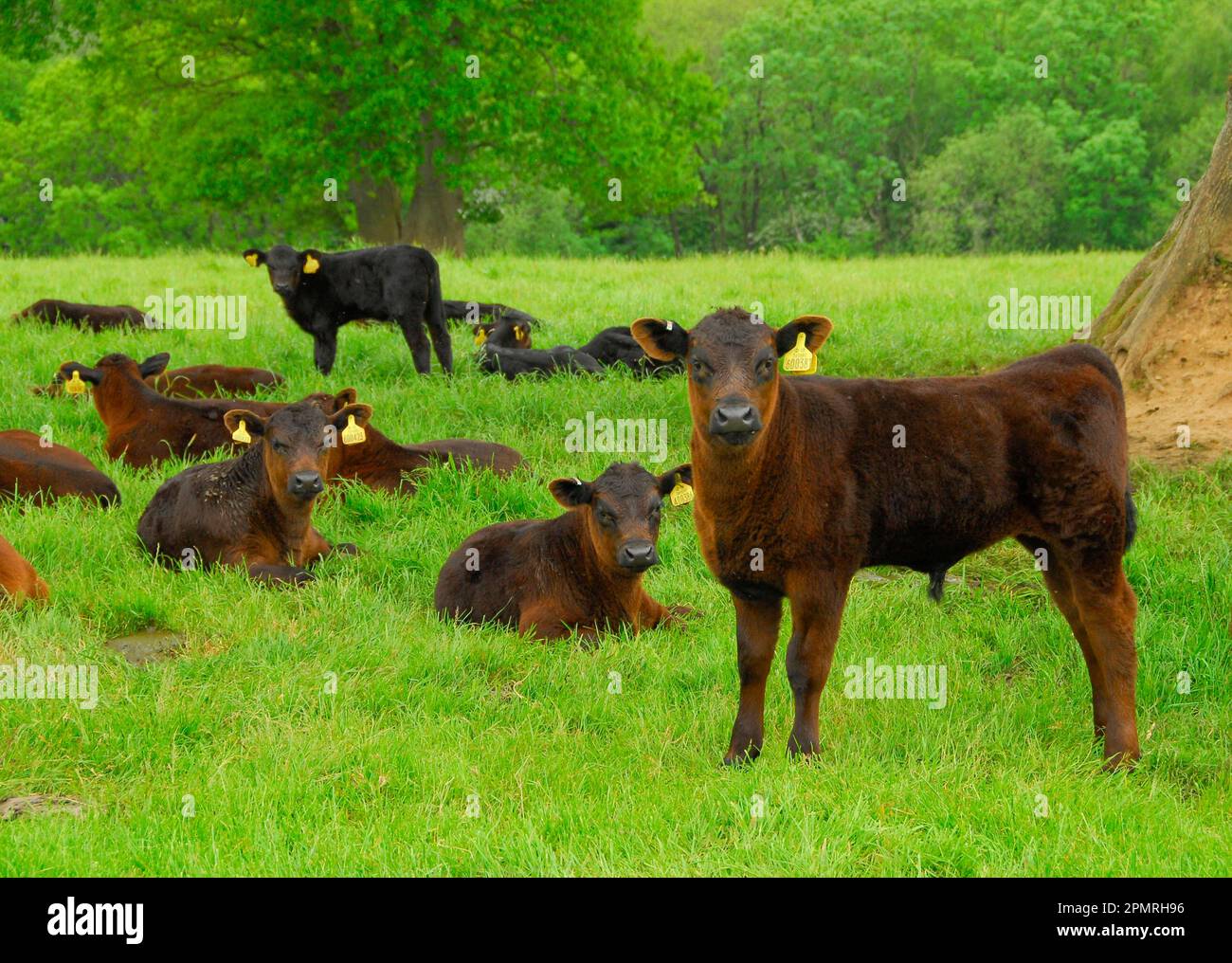 Domestic cattle, Traditional Aberdeen Angus, Group of calves at pasture ...