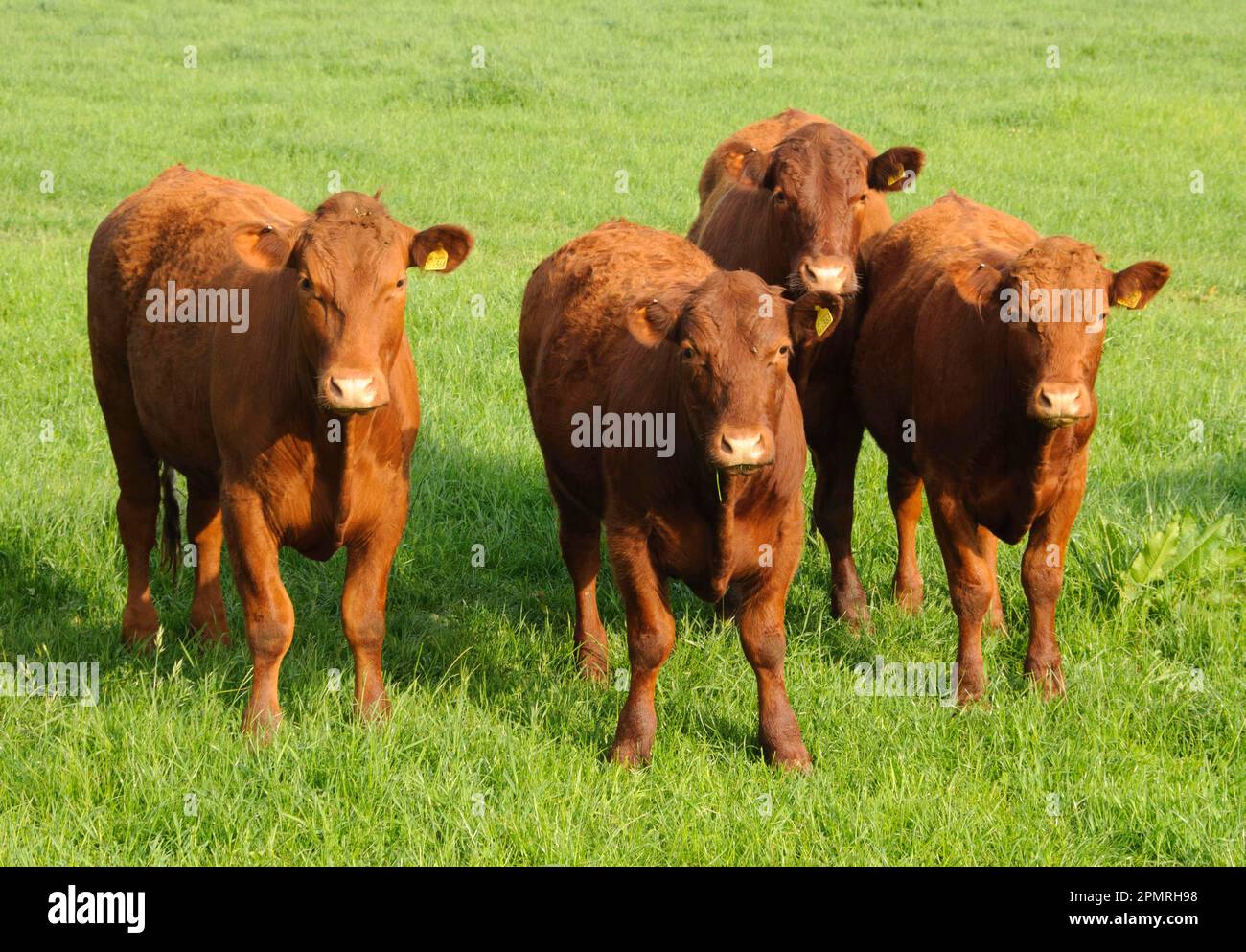 Domestic cattle, Devon cross beef cattle, four standing on pasture ...
