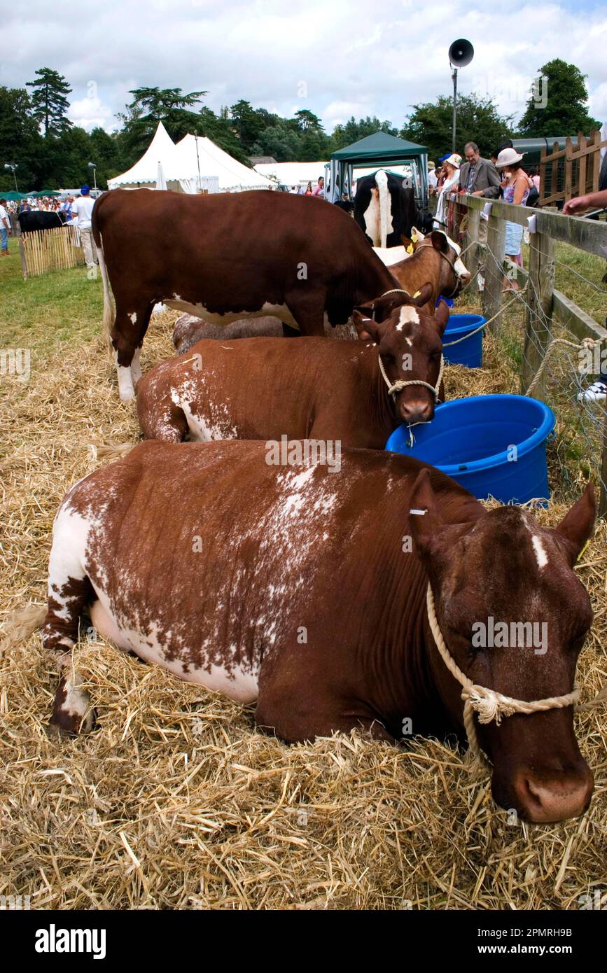 Domestic Cattle, Arundel Shorthorn Cattle, Rare Breeds Exhibition ...