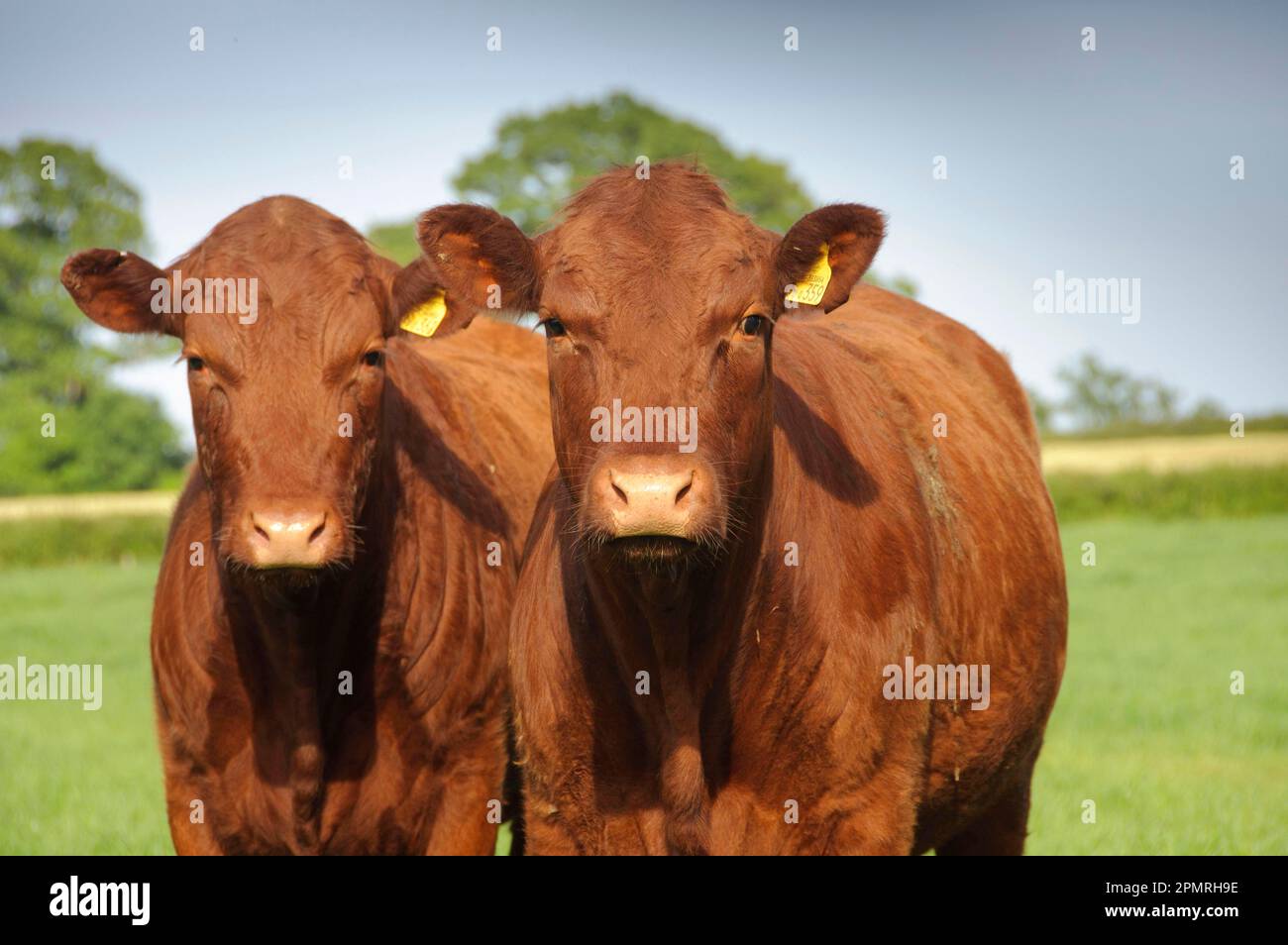 Cross Breeding Cows