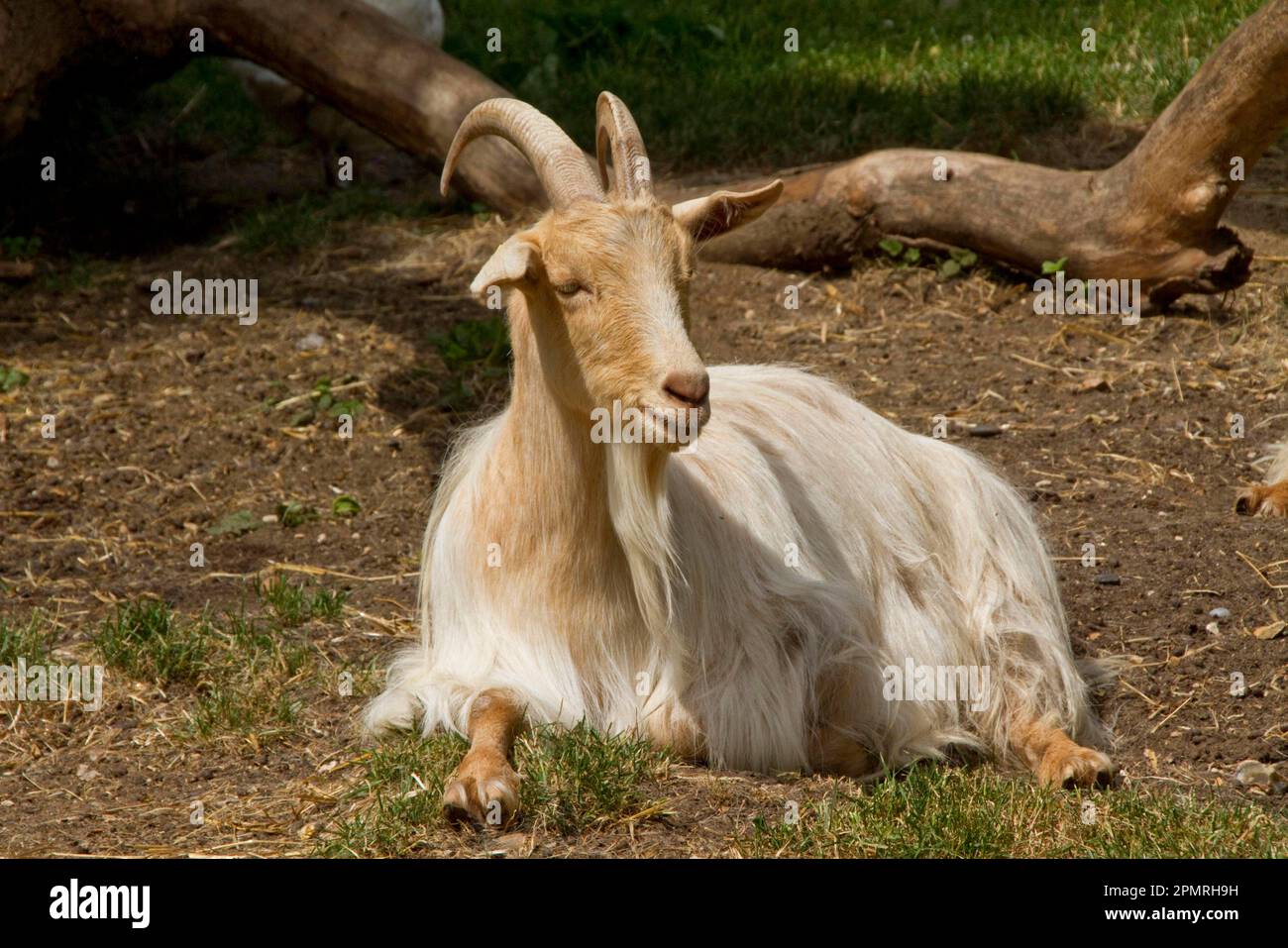 Golden Guernsey Goats Stock Photo - Alamy