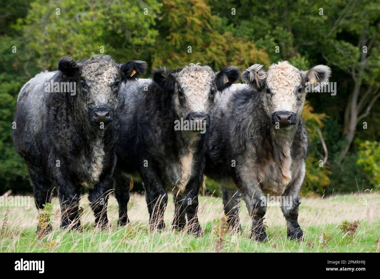 Domestic cattle, Galloway x white-breed shorthorn blue-grey steers ...