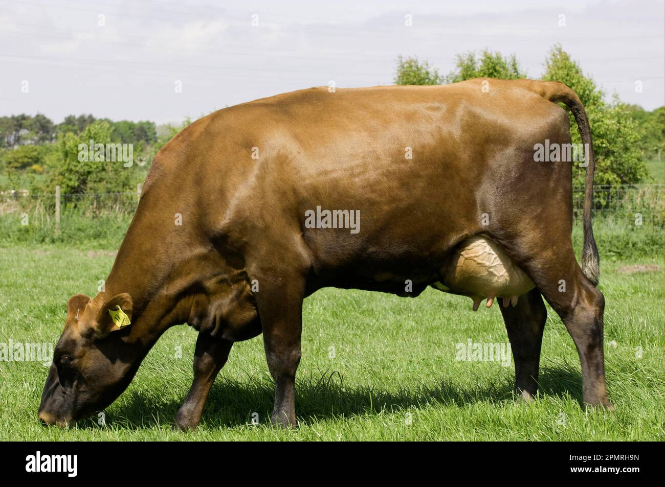 Domestic cattle, Danish red dairy cow, grazing on pasture, Cumbria ...