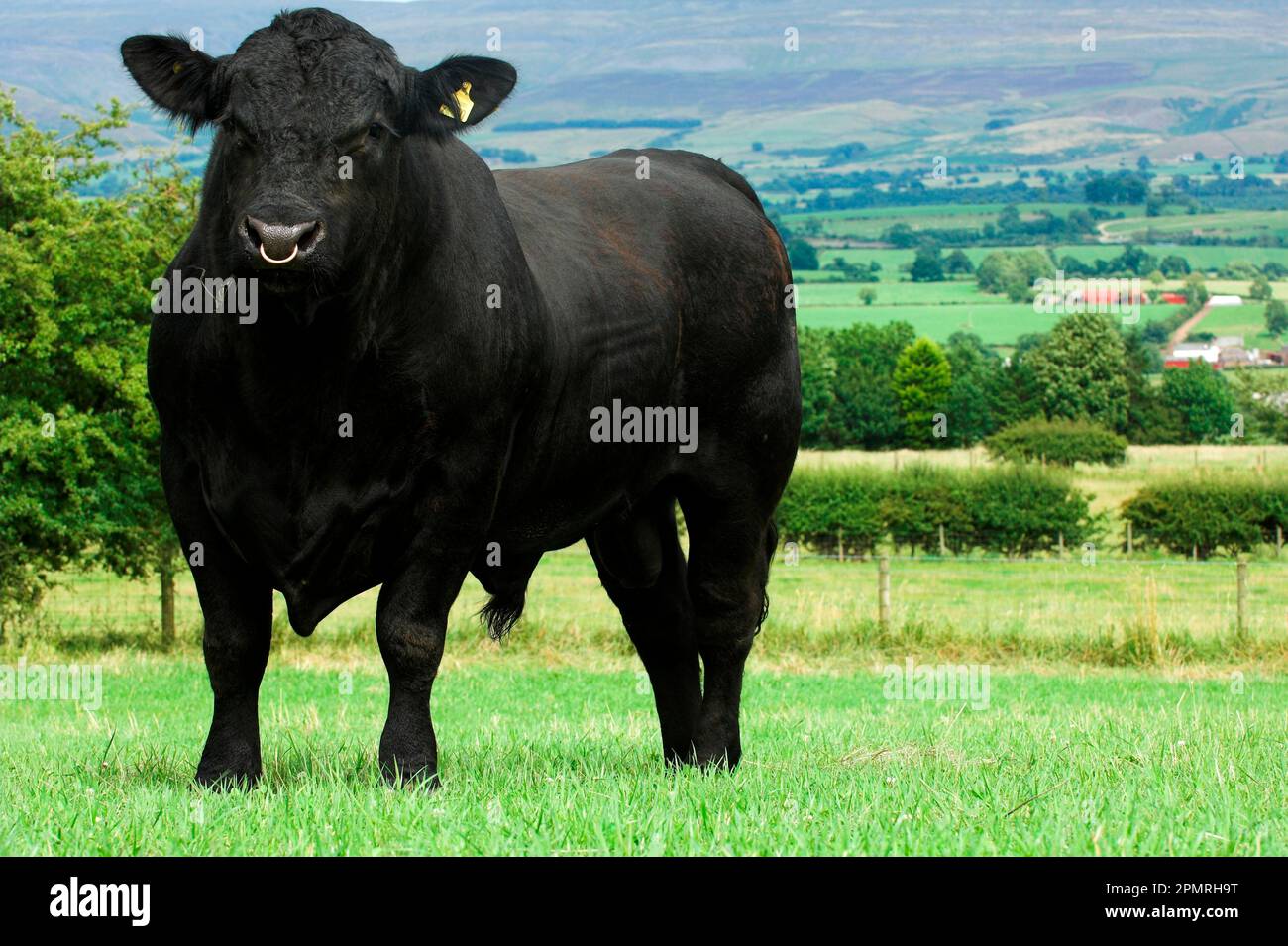 Domestic cattle, Aberdeen-Angus bull, standing on pasture, England ...