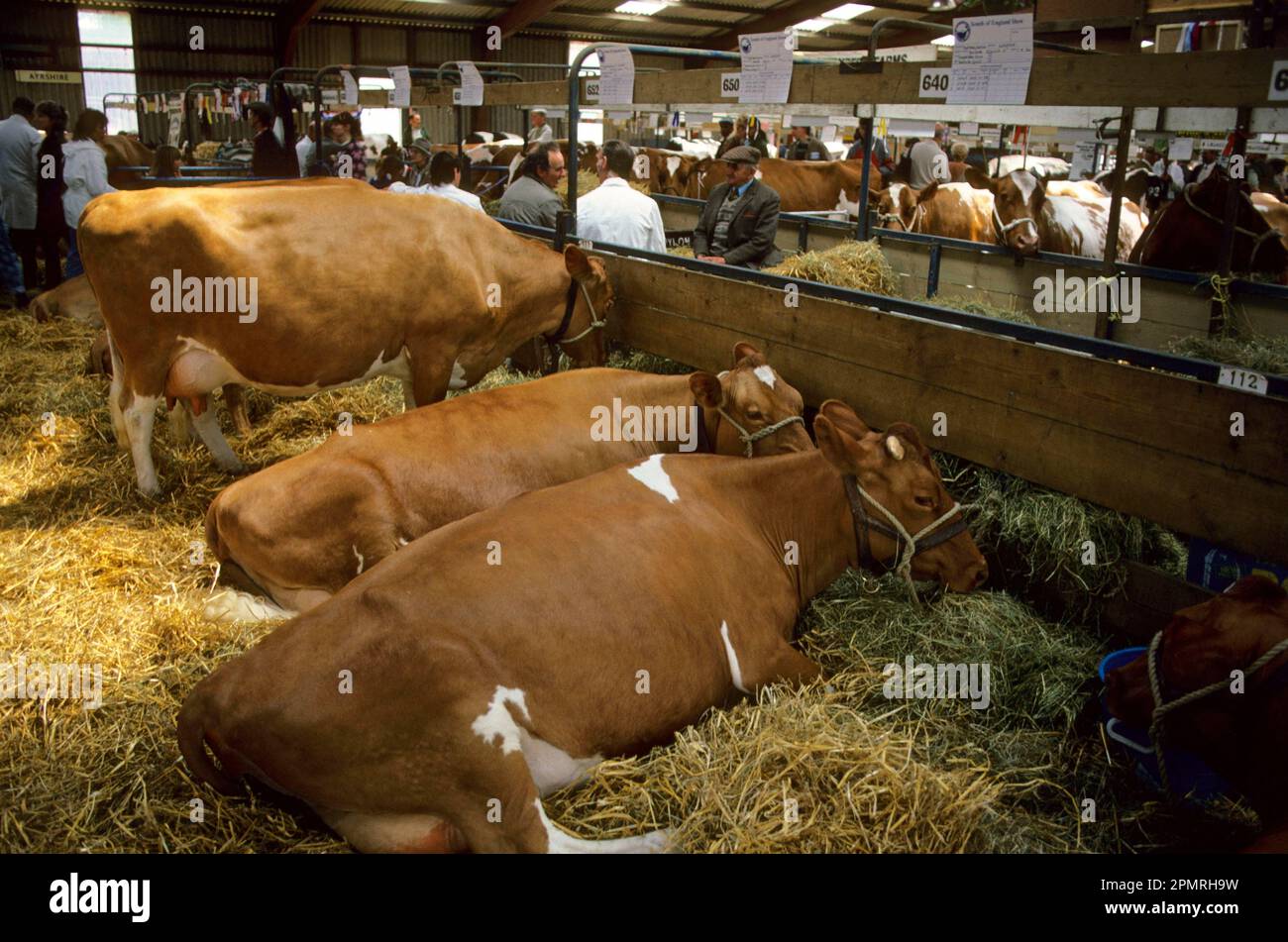 Cattle, Guernsey Three cows in the barn. South England Show Stock Photo ...