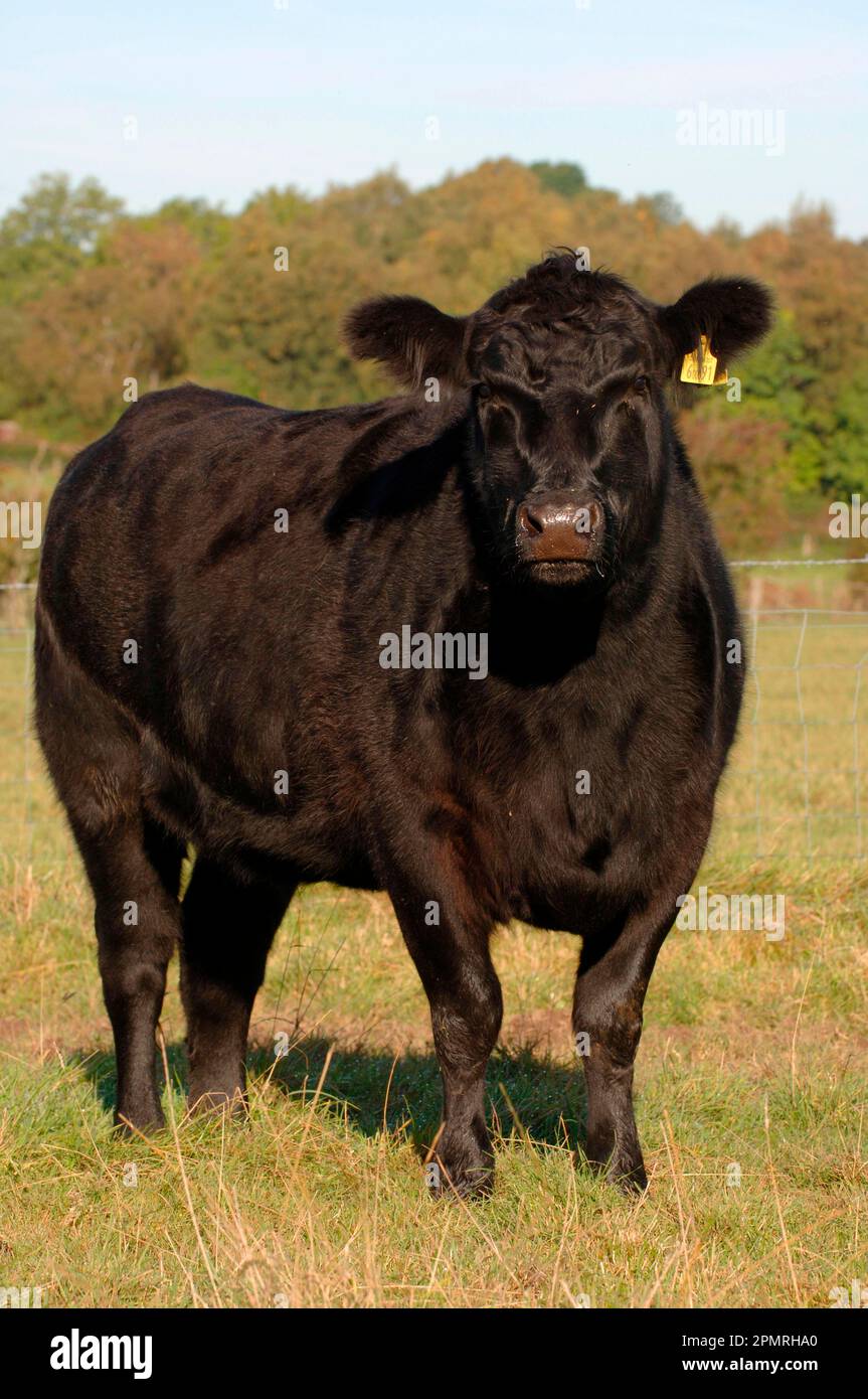 Aberdeen angus cow hi-res stock photography and images - Alamy