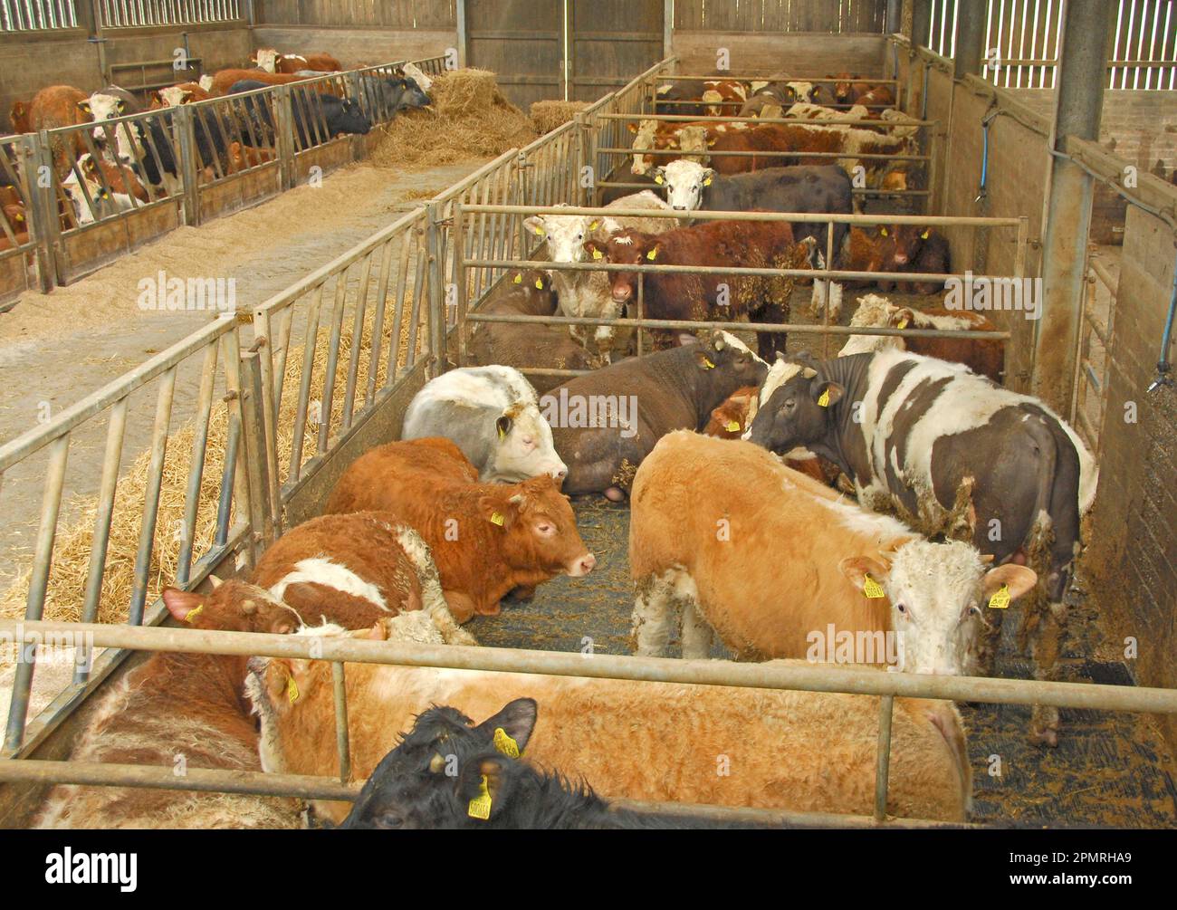 Domestic cattle, herd of cattle on slats in stable, Isle of Man Stock ...