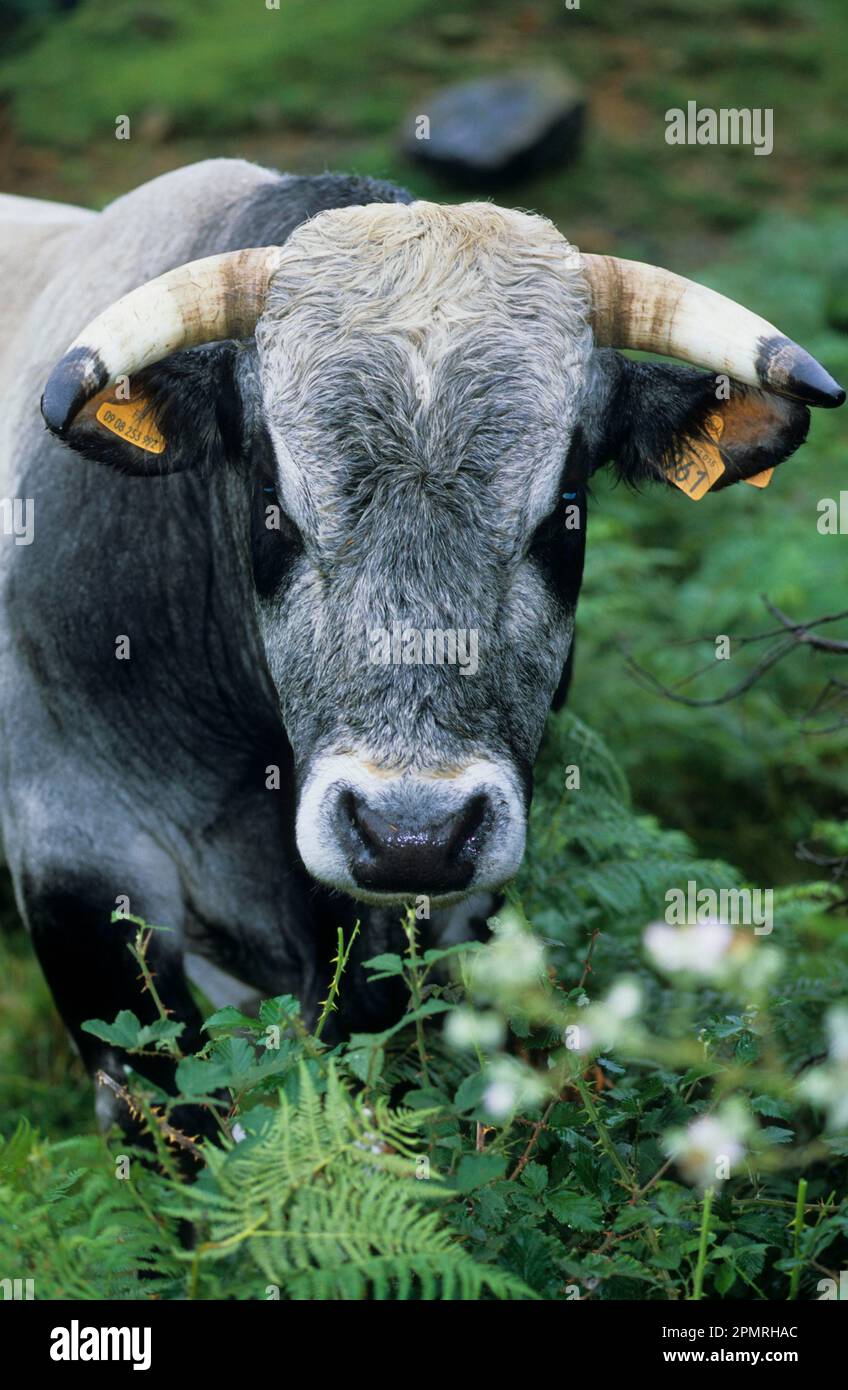 Domestic cattle, bull Gascon, close-up of the head, Ariege Pyrenees ...
