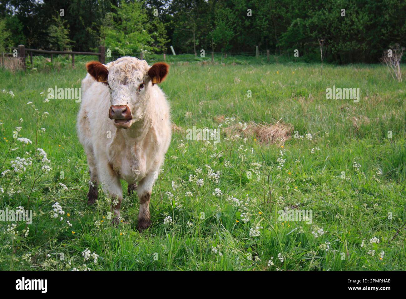 Domestic Cattle, Galloway cow, standing in watermeadow pasture, River ...
