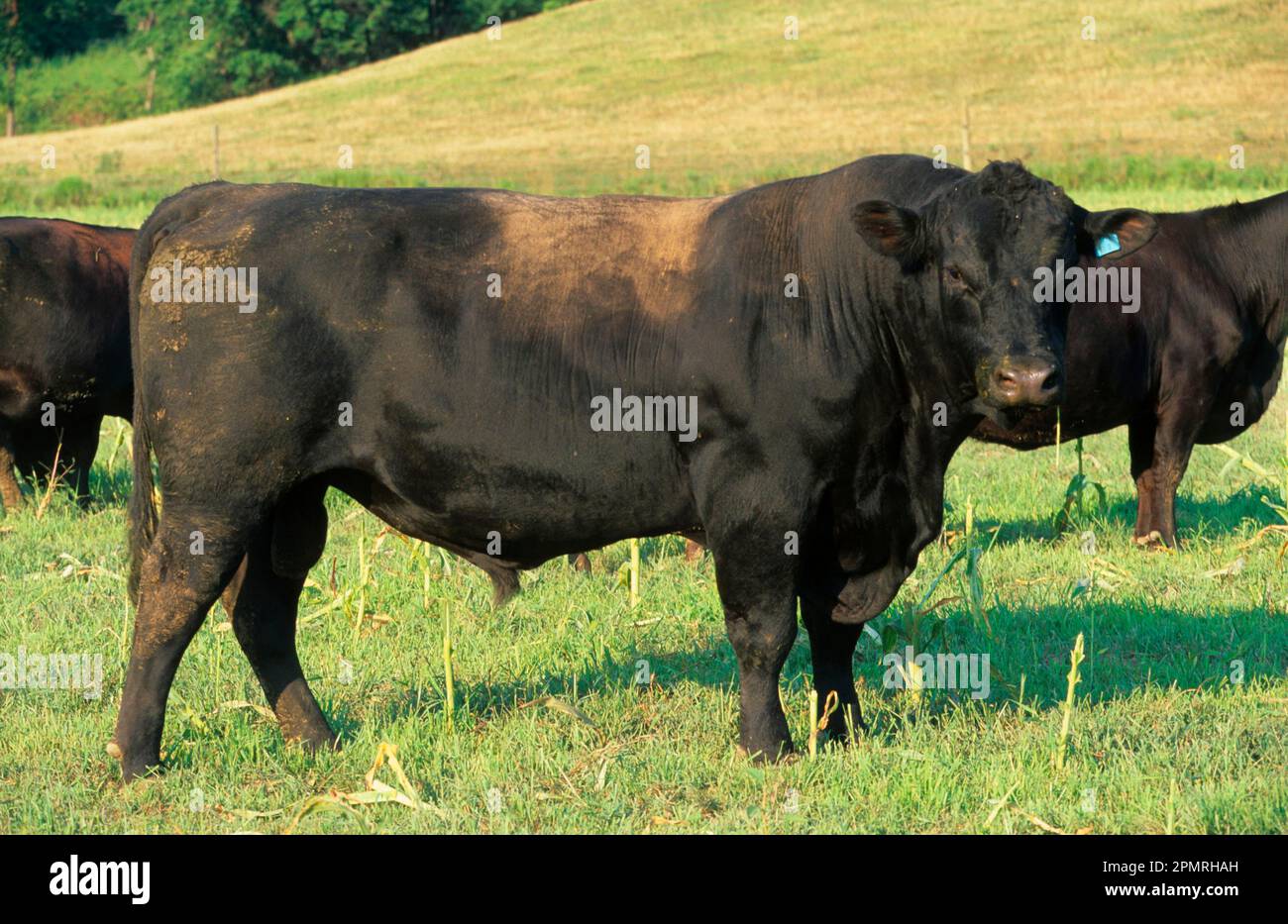 Domestic cattle, Aberdeen Angus bull with cows, utricularia ochroleuca ...