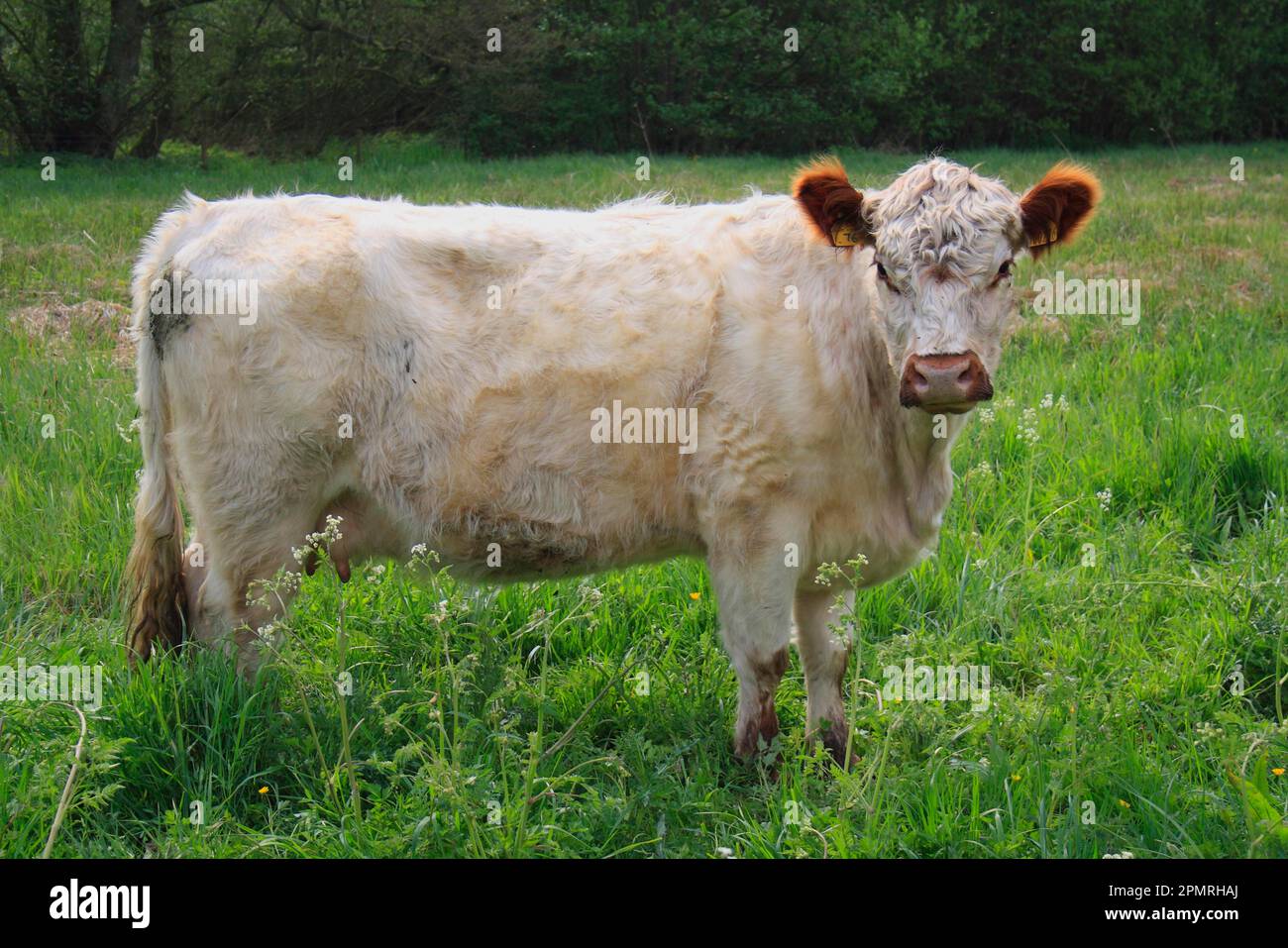 Domestic Cattle, Galloway cow, standing in watermeadow pasture, River ...