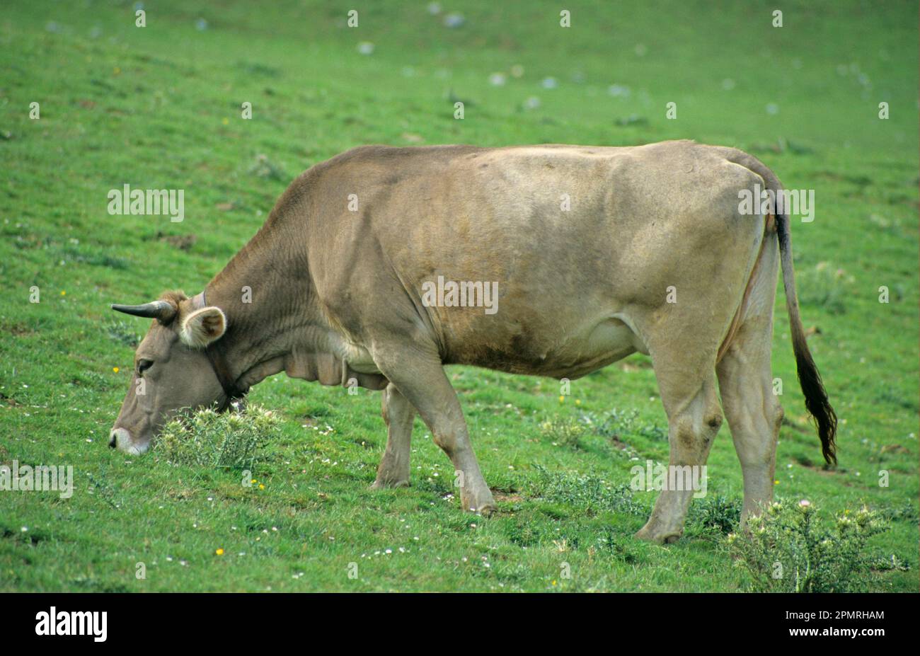 Domestic cattle, Swiss Brown Swiss, grazing on high mountain pasture ...
