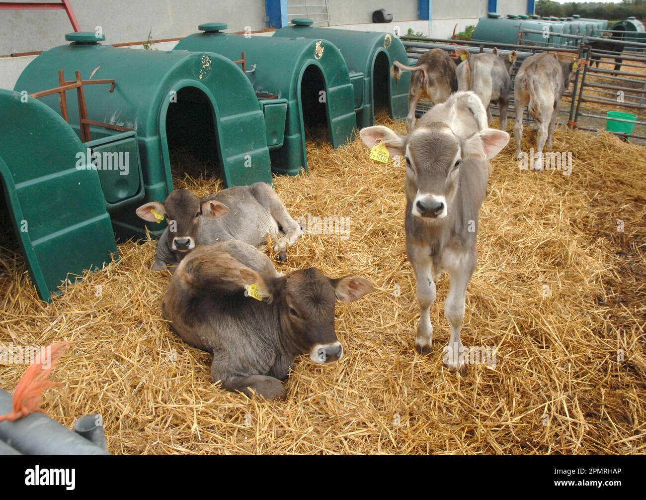 Domestic Cattle, Brown Swiss calves, on straw with kennels, England ...