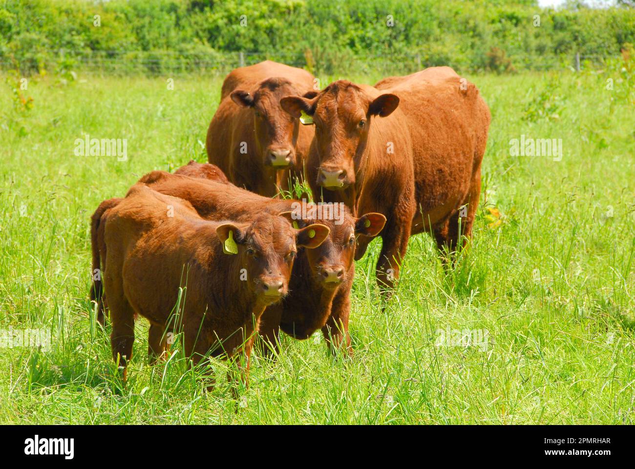 Domestic Cattle, Organic Devon cows and calves, Hatherleigh, Devon ...