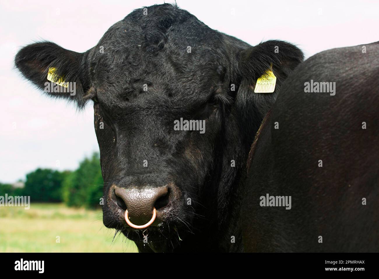 Domestic cattle, Aberdeen-Angus bull, close-up of the head, England ...