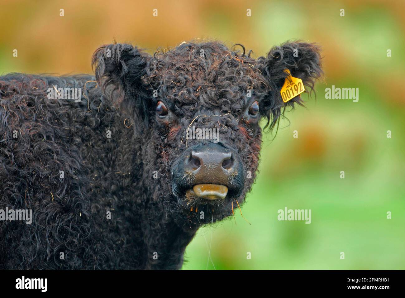 Domestic cattle, Galloway calf, with tongue sticking out, close-up of ...