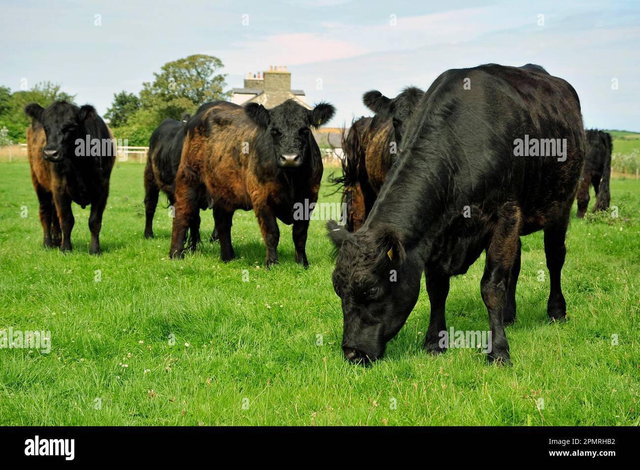 Beef galloway isle man cattle hi-res stock photography and images - Alamy