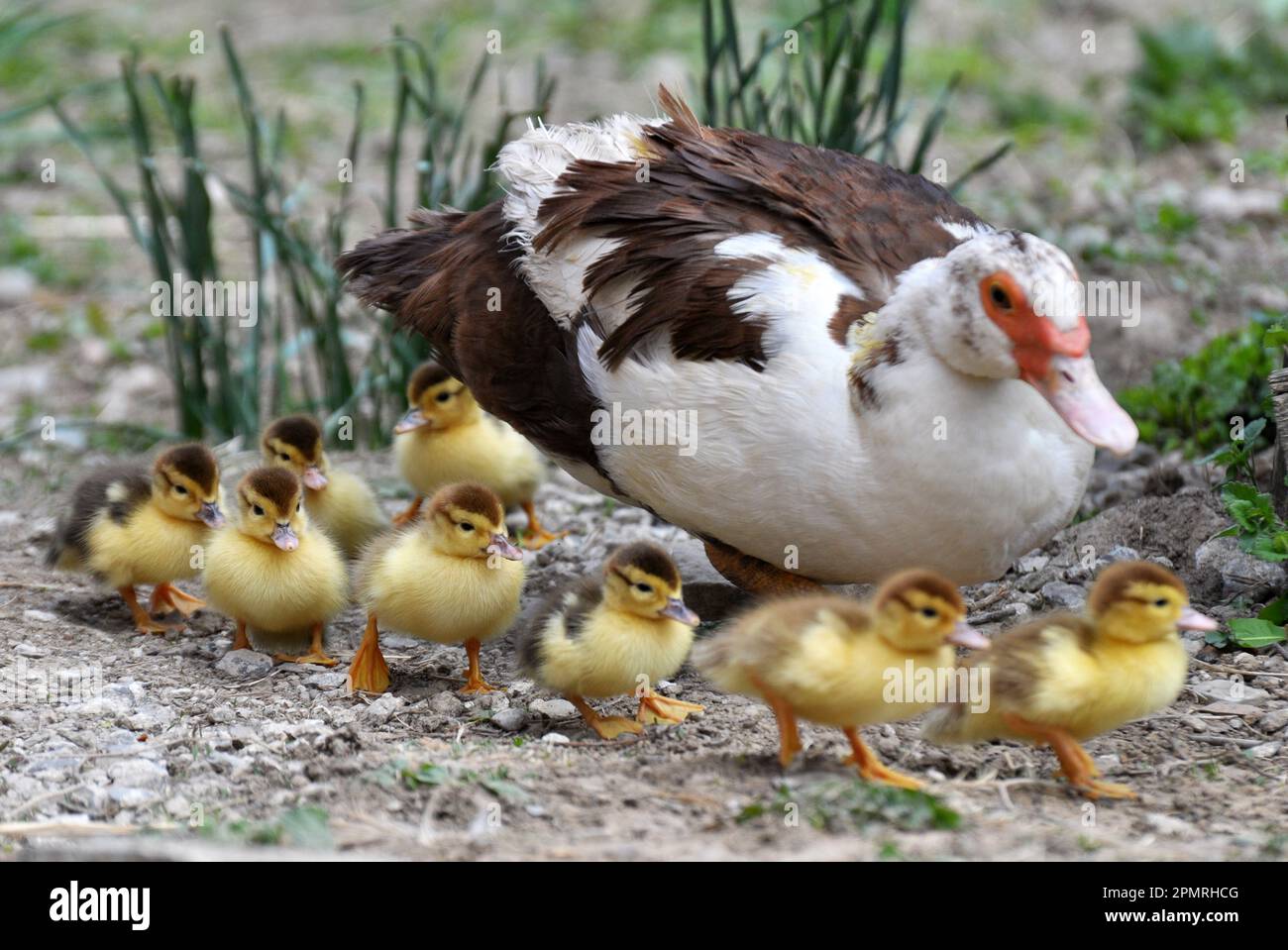 A female musk duck (Cairina moschata) with her two-day brood Stock ...