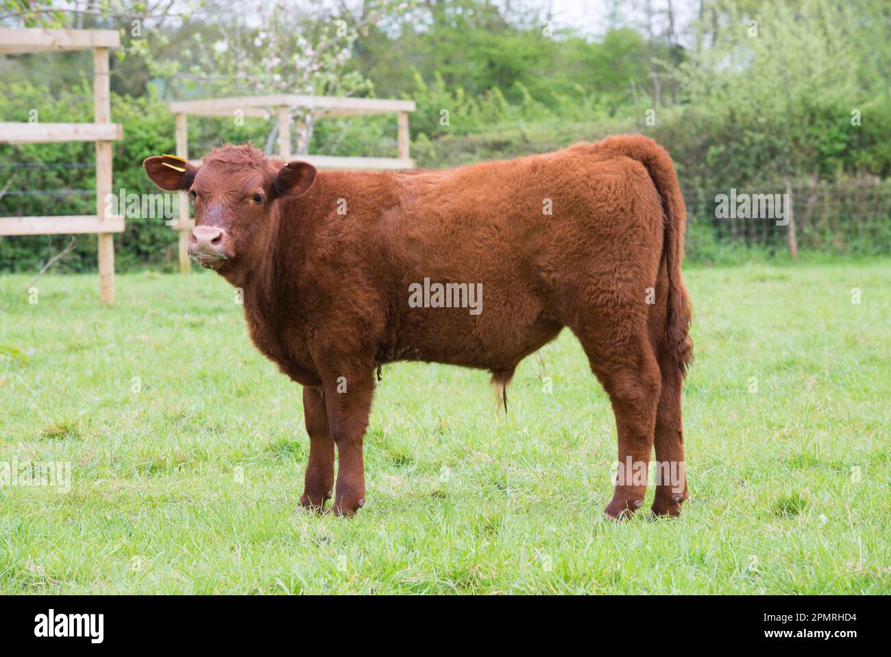 Domestic cattle, Red Ruby Devon calf, standing on pasture, Exeter ...
