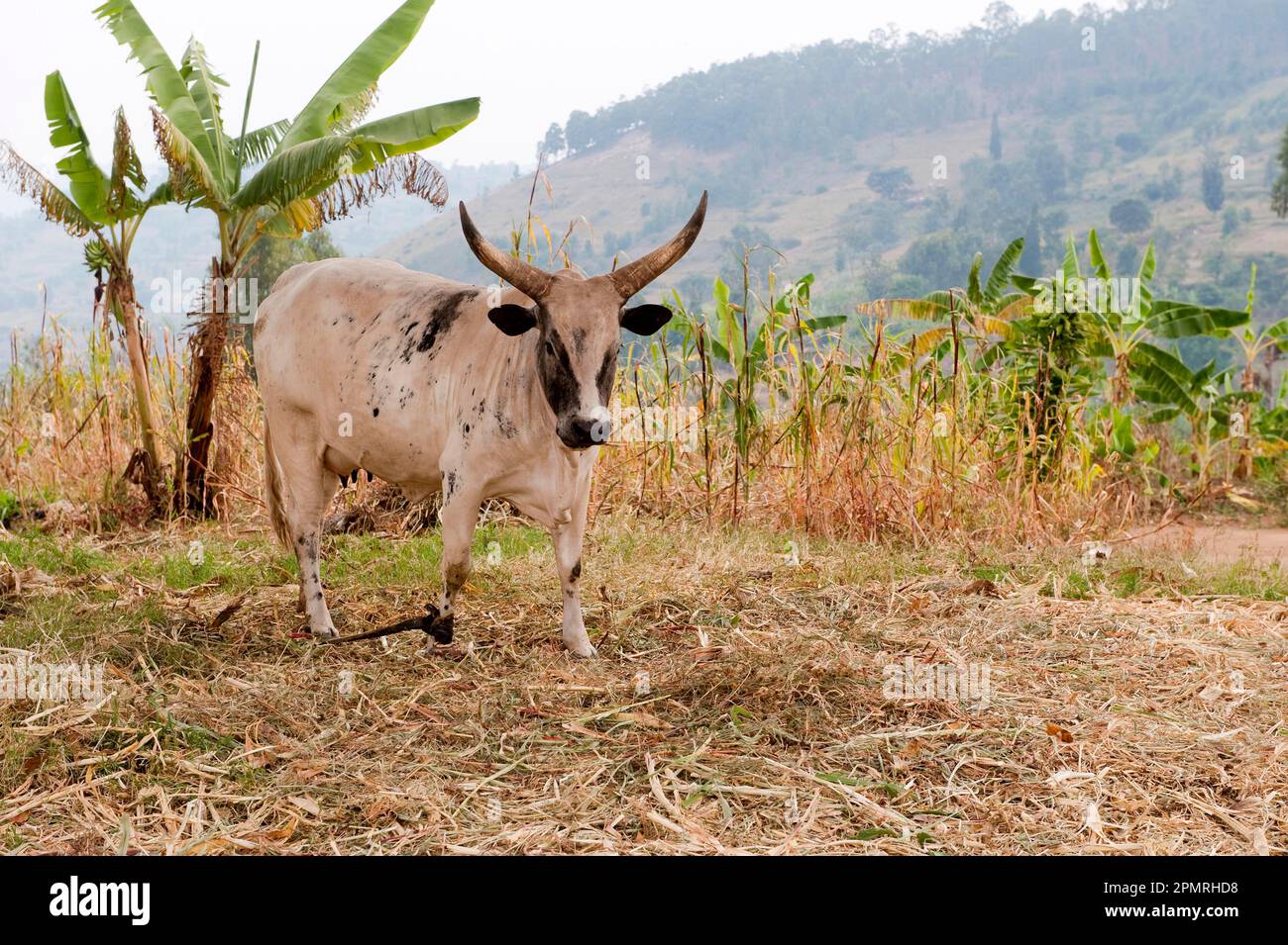 Domestic cattle, native cattle, tied at the foreleg, Rwanda Stock Photo ...