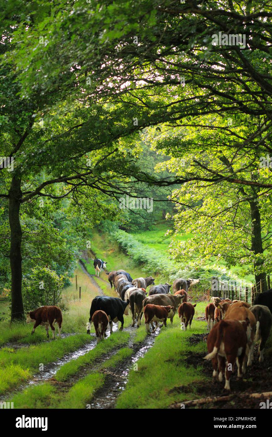 Domestic cattle, cows and calves, organic suckler cow herd, walking on ...