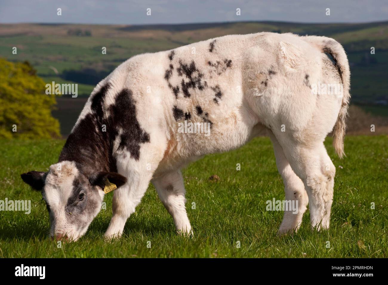 British cattle breed hi-res stock photography and images - Alamy