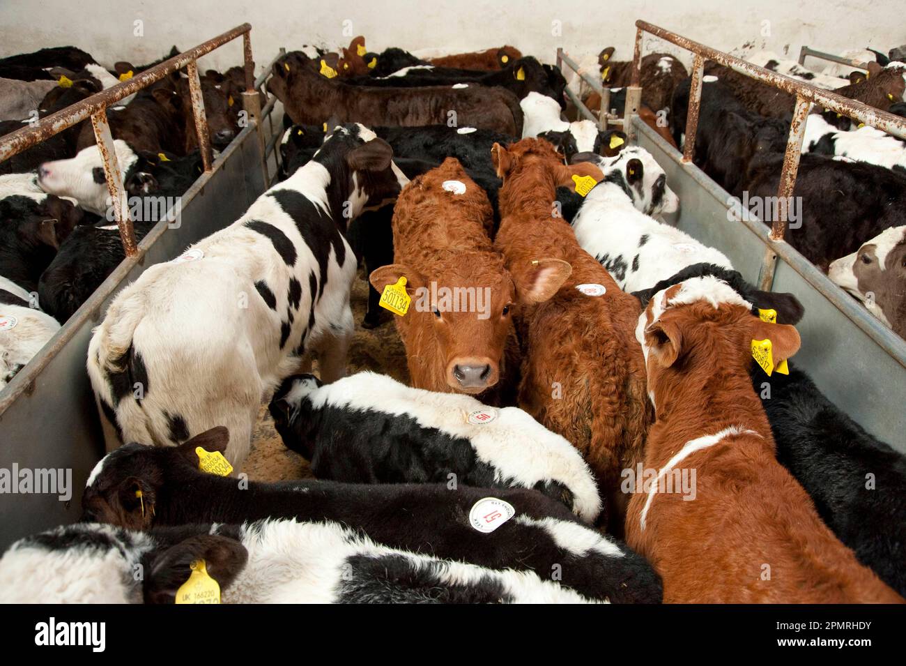 Livestock market leek hi-res stock photography and images - Alamy