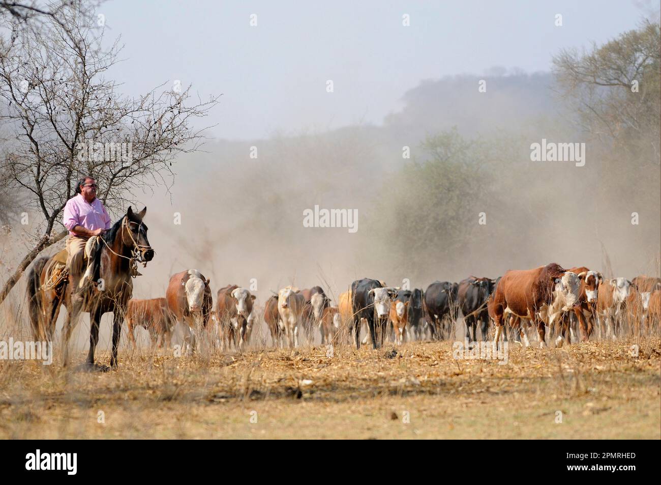 Cattle beef argentina hi-res stock photography and images - Alamy