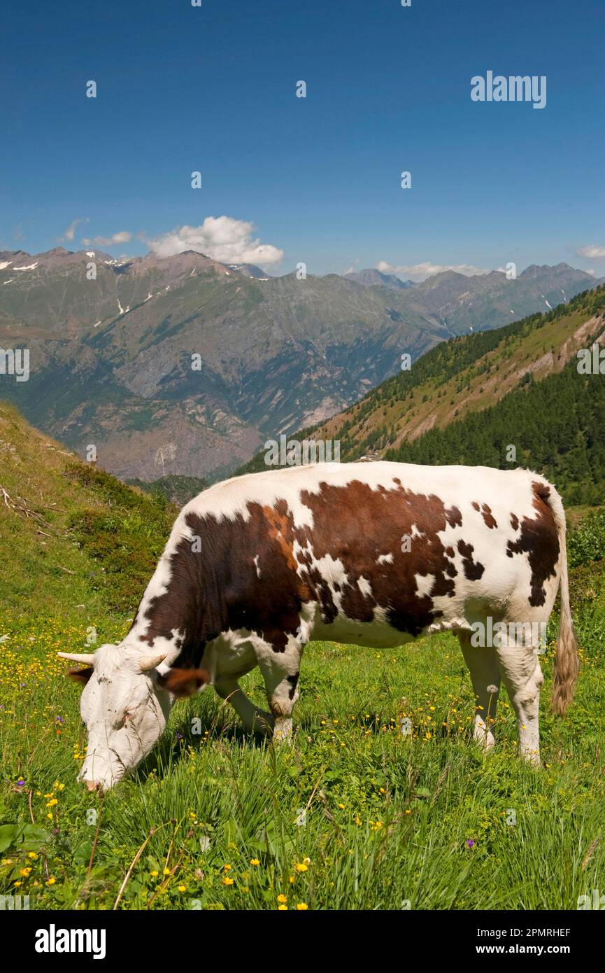 Domestic cattle, dairy cow, grazing on high pasture, above Susa Valley ...