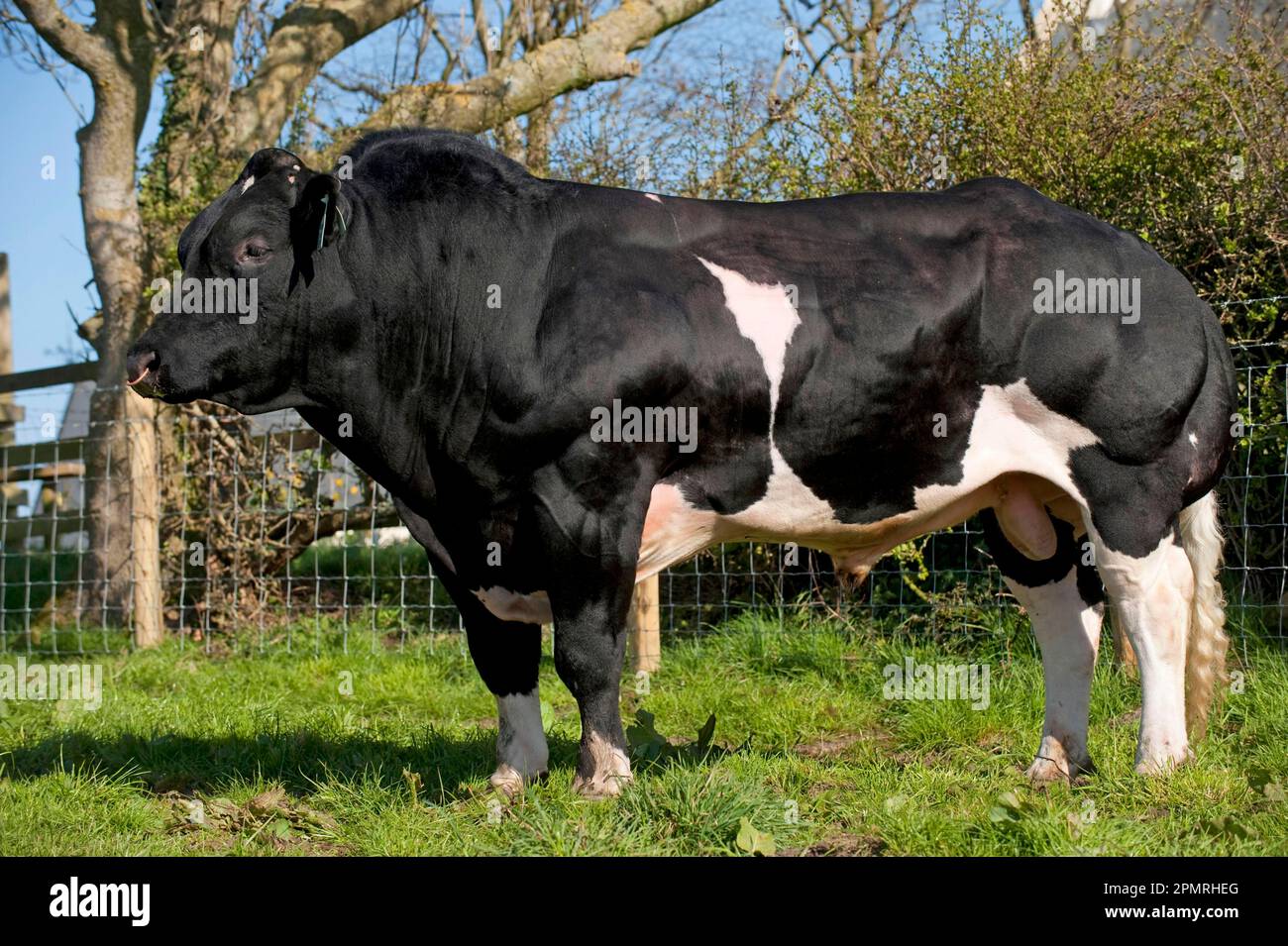 Domestic cattle, British Blue bull, with breed-typical double ...