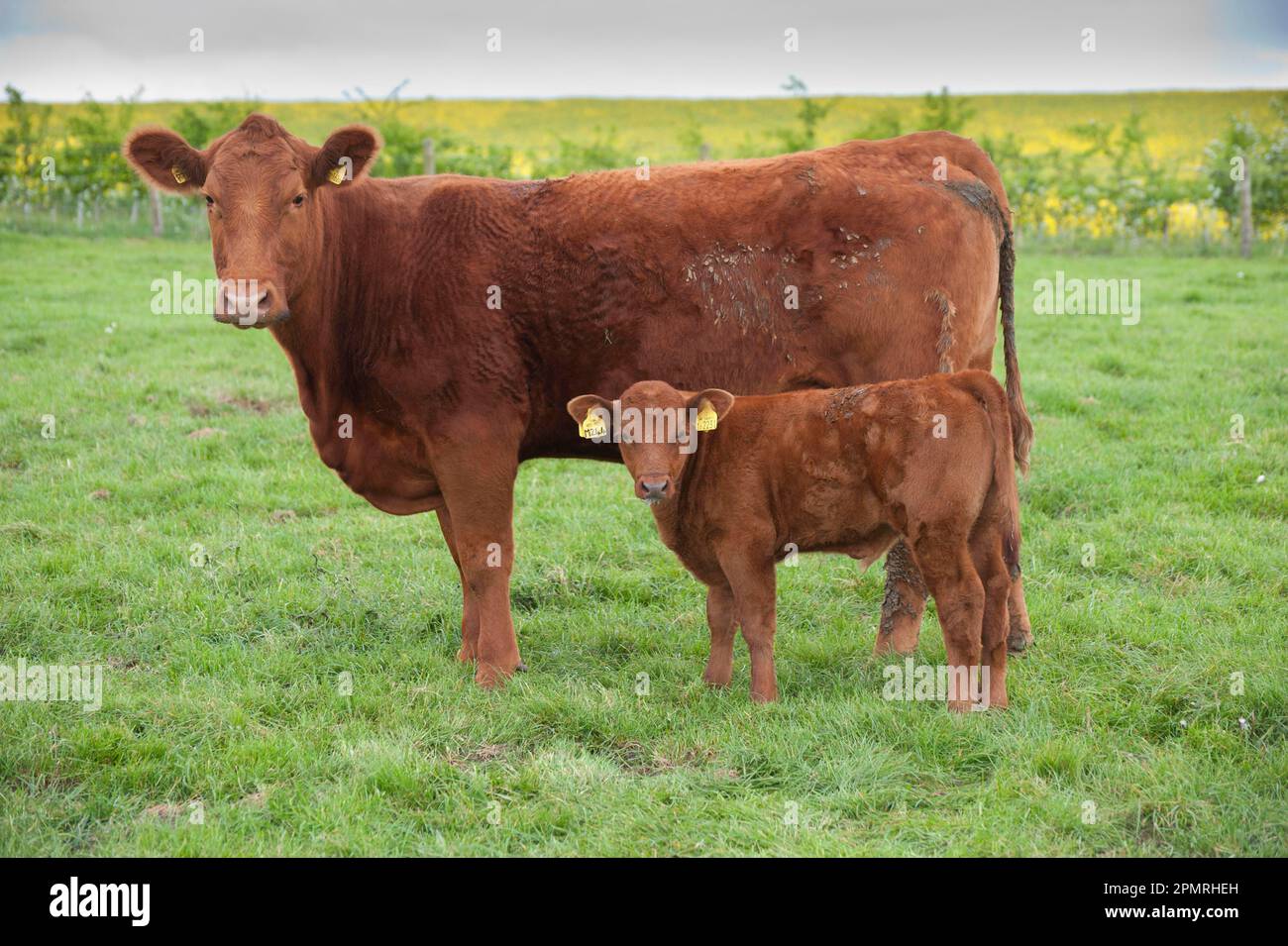 Domestic Cattle, Stabiliser two-year old cow with calf, standing in ...