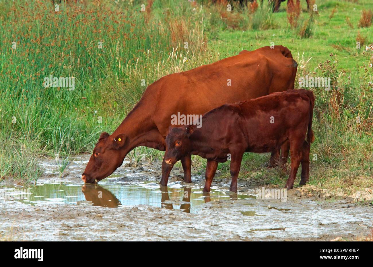 Domestic cattle, Red Poll, cow and calf, drinking, standing at the ...