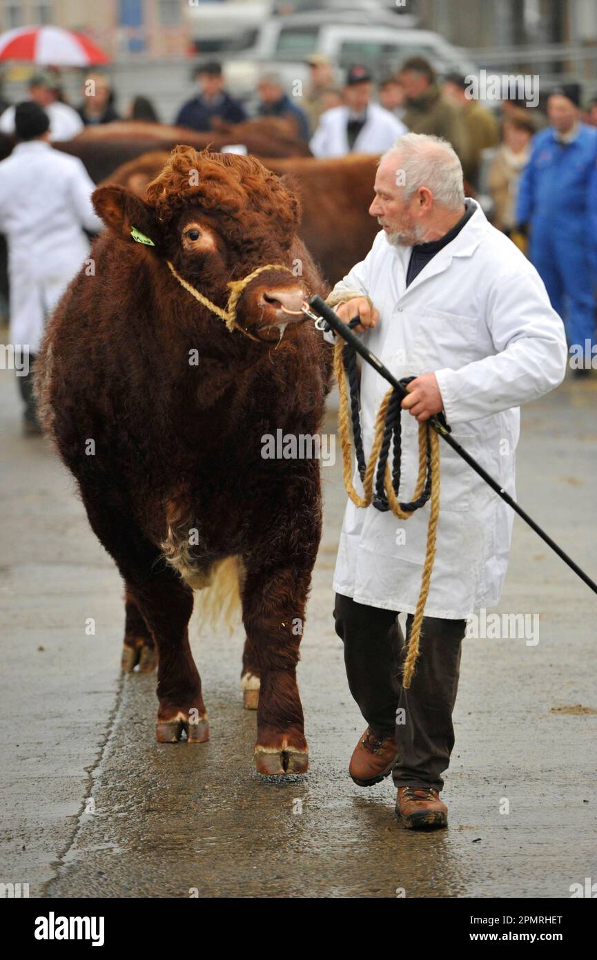 Domestic cattle, bull Luing being paraded by a farmer in front of being ...