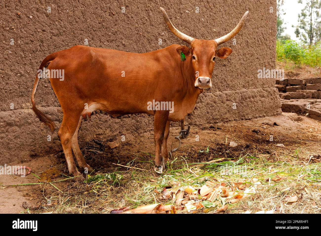 Domestic cattle, native cattle, tied at the foreleg, Rwanda Stock Photo ...
